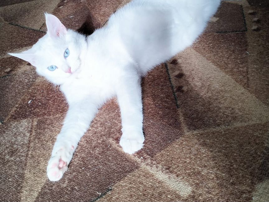 Анатолийская кошка