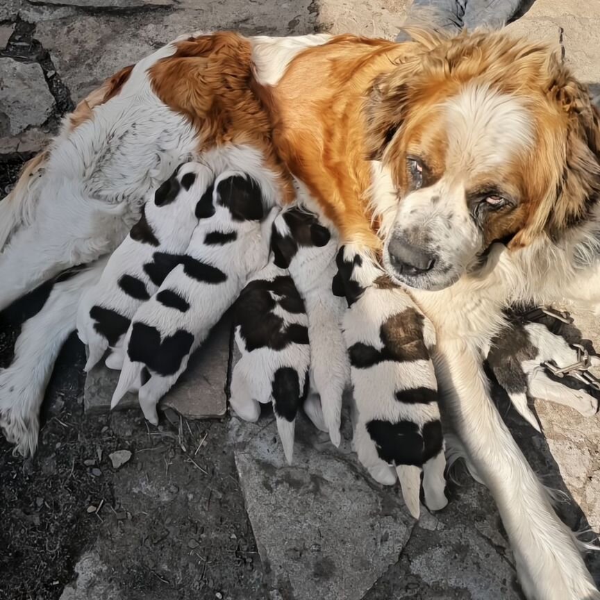 Московская сторожевая, щенок