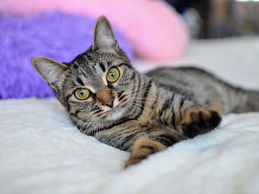 Европейский Котенок Стелла