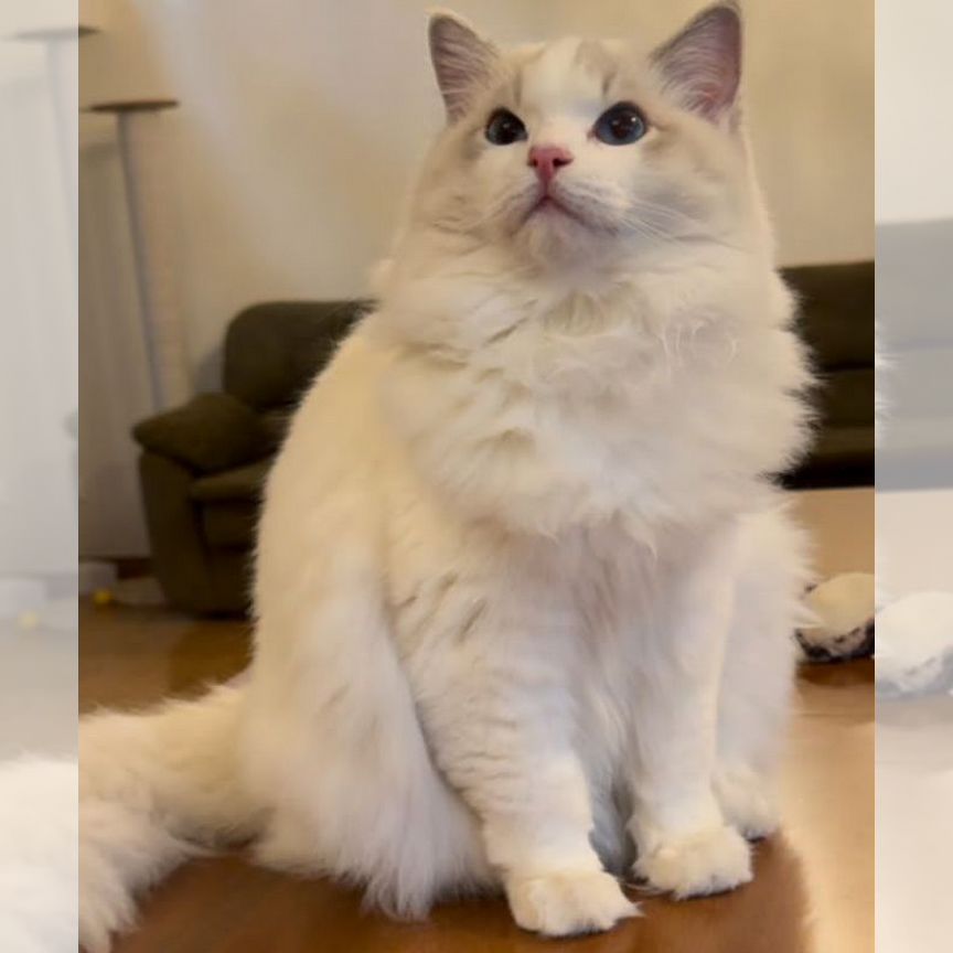Рэндолл котята