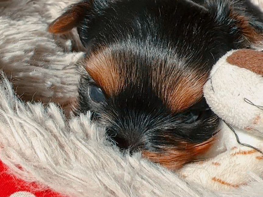 Маленькая собака