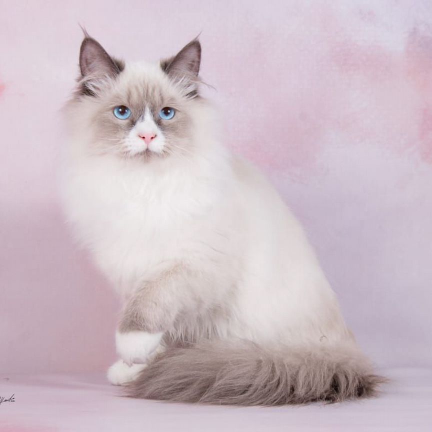 Невский маскарадный кот