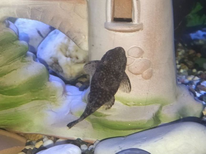 Мальки сомиков анцитрусов бесплатно