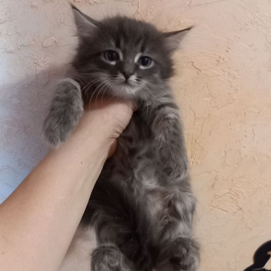 Сибирский котик