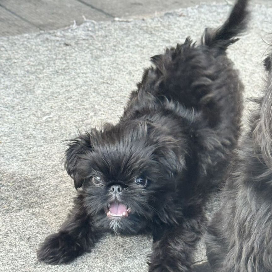 Щенок бельгийского грифона