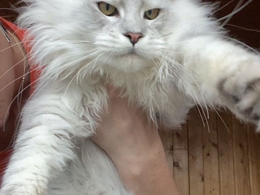 Мейн-кун котенок светлое серебро