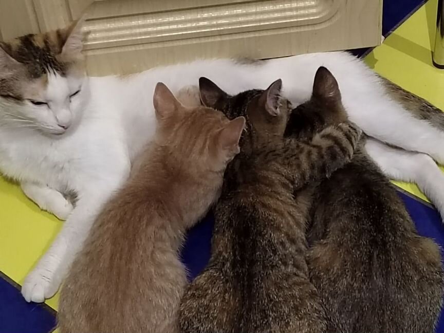Котята