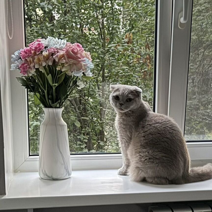 Отдам в добрые руки самого умного кота
