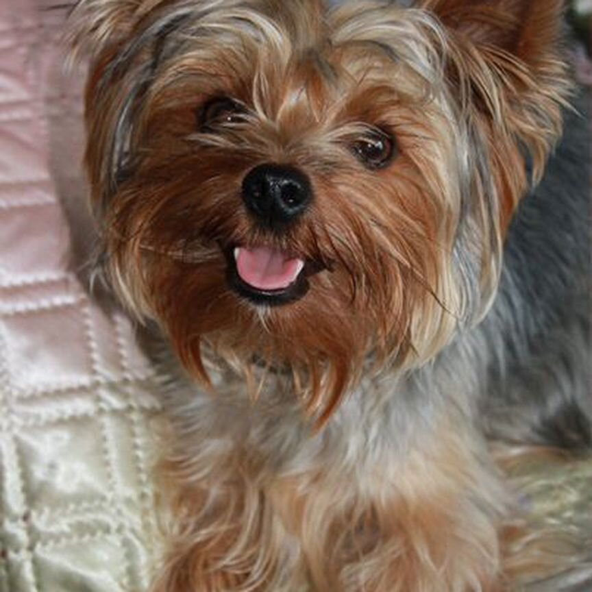 Отдам Йорка