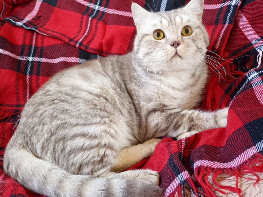 Котик Пуфик ждёт своих хозяев