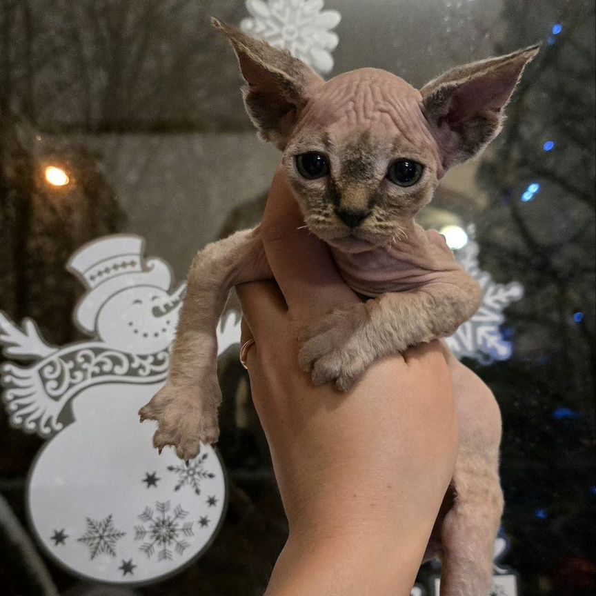 Канадский сфинкс