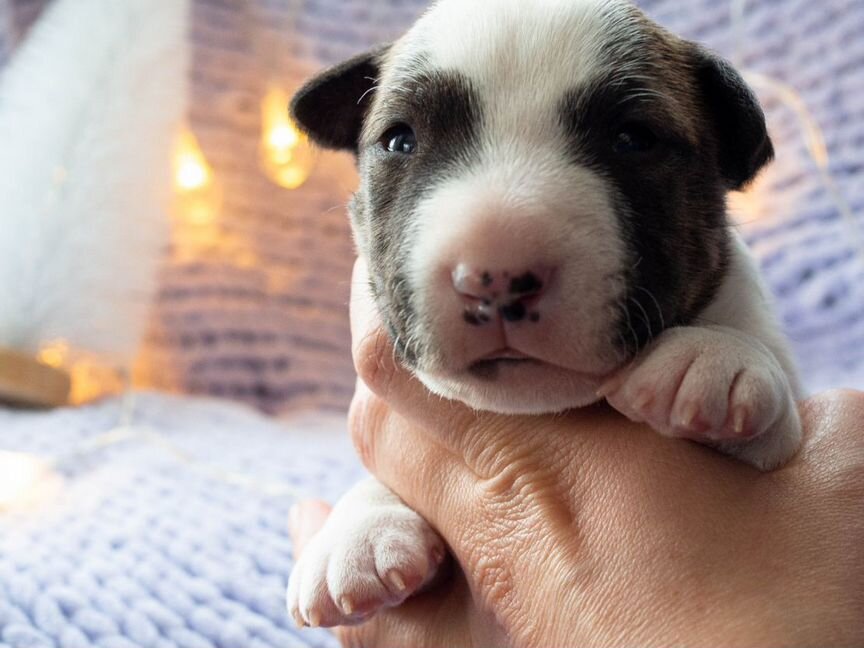 Мальчики минибультерьер