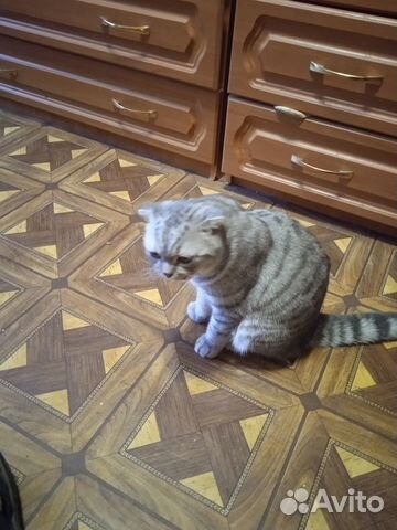 Отдам Вислоухого котенка в хорошие руки