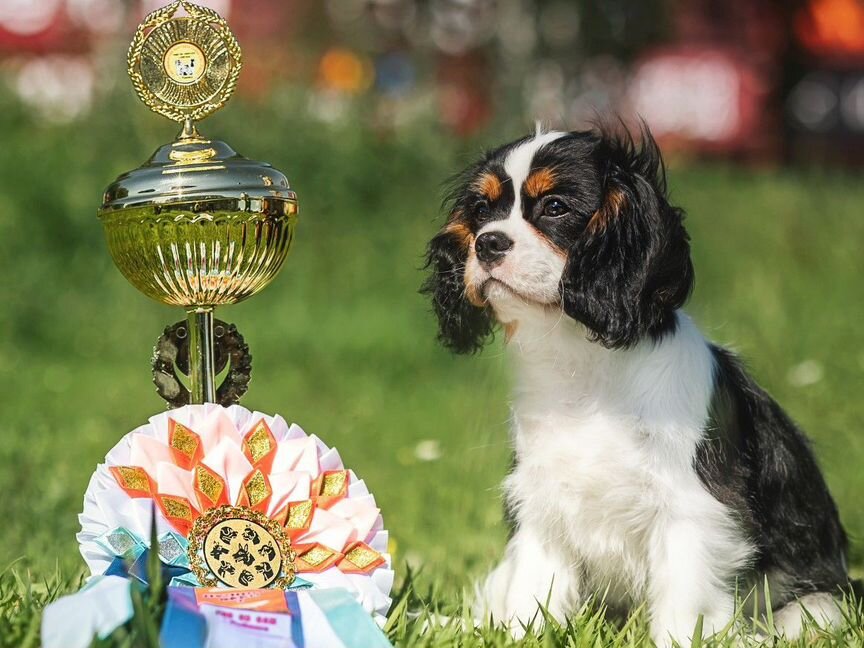 Нежный малыш кавалер кинг Чарльз спаниель