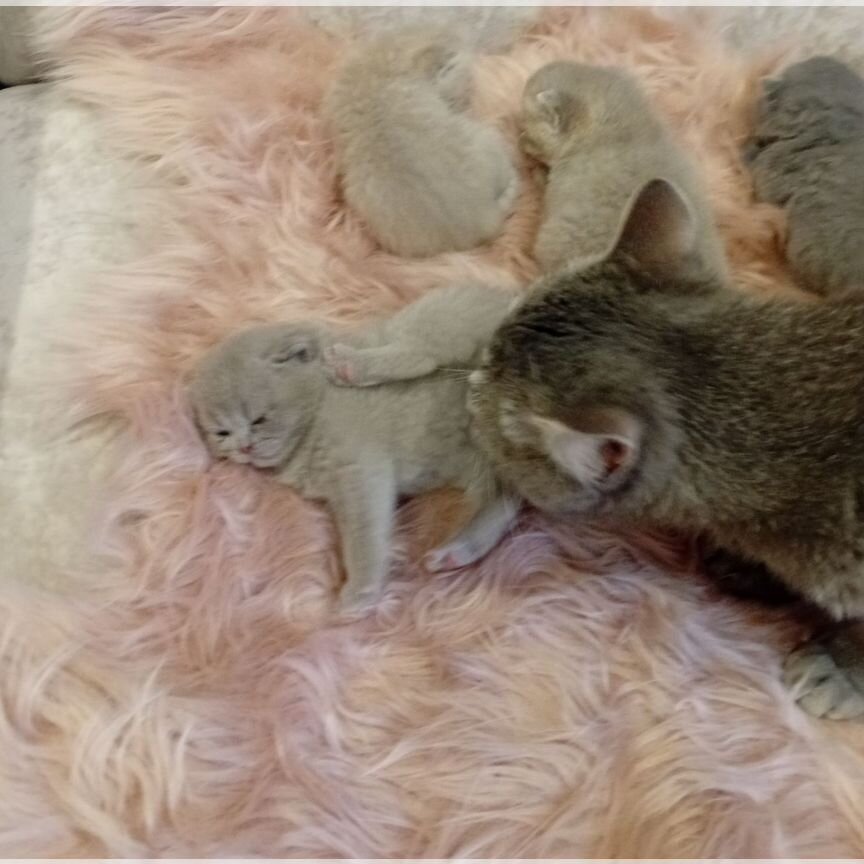 Британский длинношёрстный котёнок