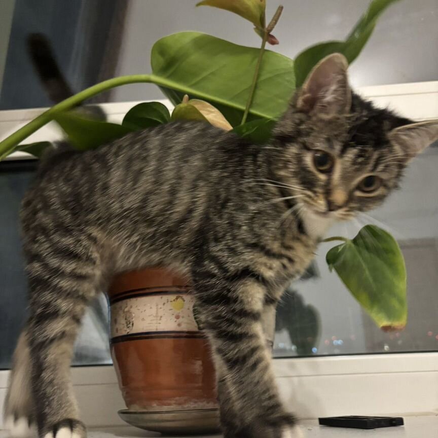 Кошка 2 месяца