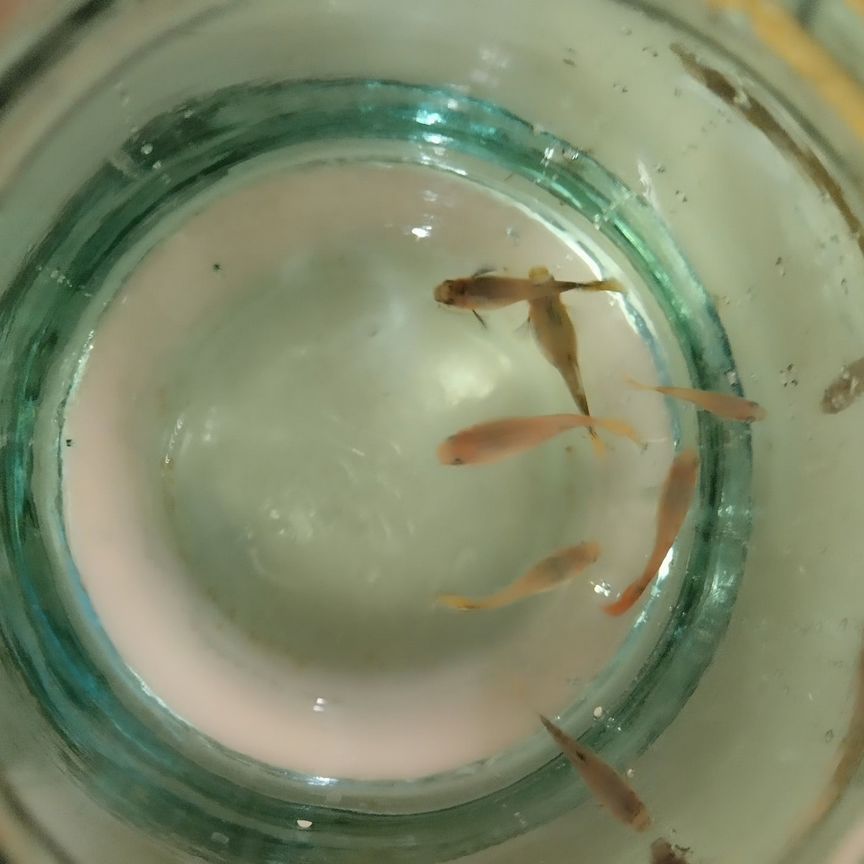 Самочки гуппи в хорошие руки бесплатно