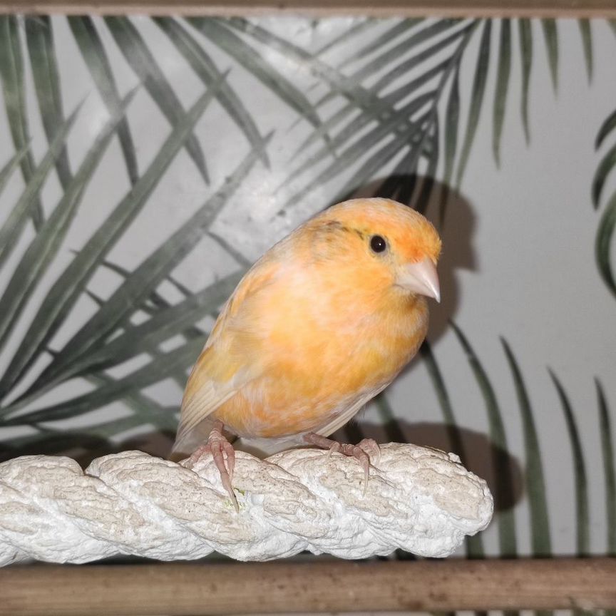 Кенара и канарейки