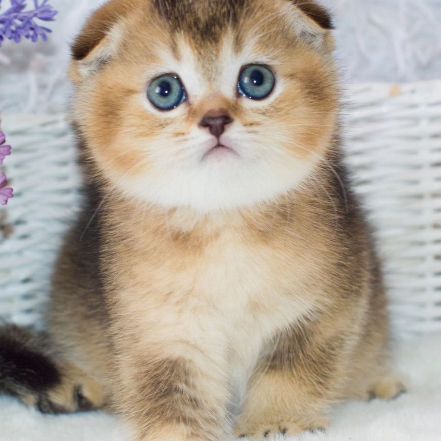 Мальчик Scottish-fold ny25