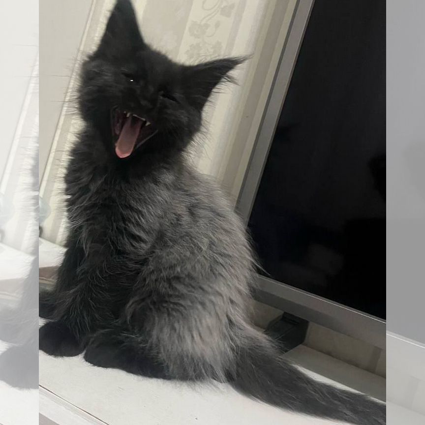 Котята мэйн кун
