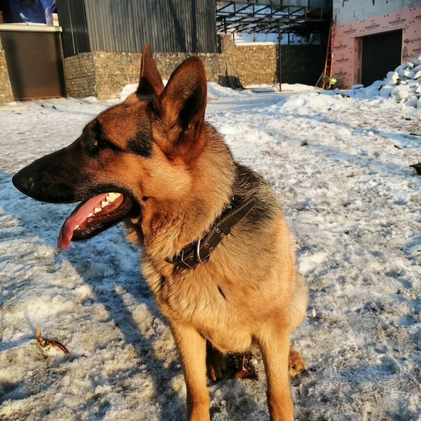 Немецкая овчарка, вязка