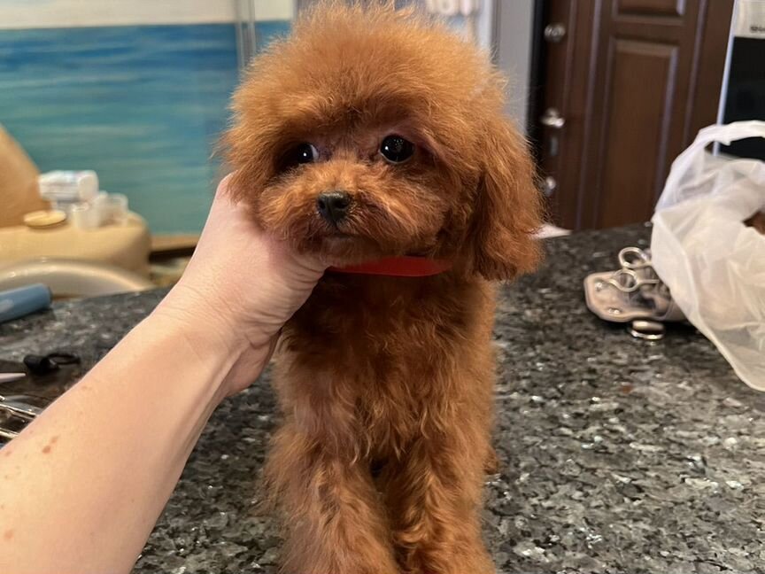 Тедди micro из китая импорт, Джессика