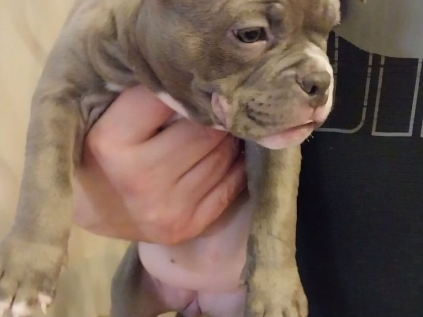 Американские булли