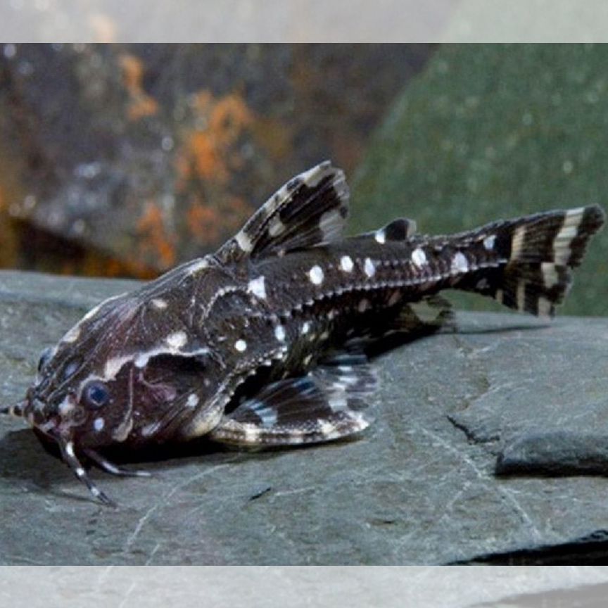 Сом агамикс звездчатый