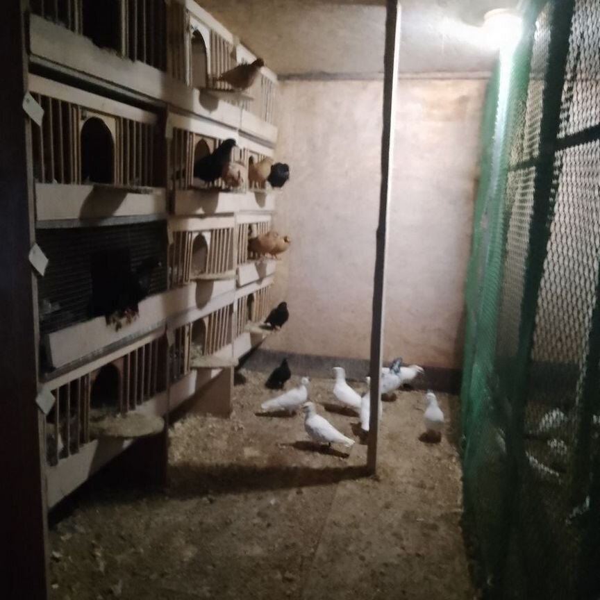 Голуби типплеры