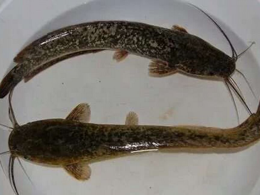 Сом кларивый