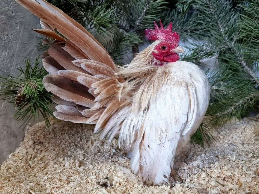 Малазийская серама антверпенская бородатая куры