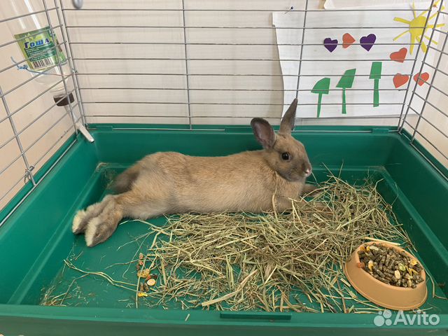 Карликовый кролик с клеткой