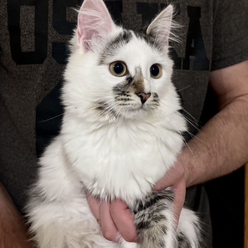 Котенок Настя (5 мес) ищет дом