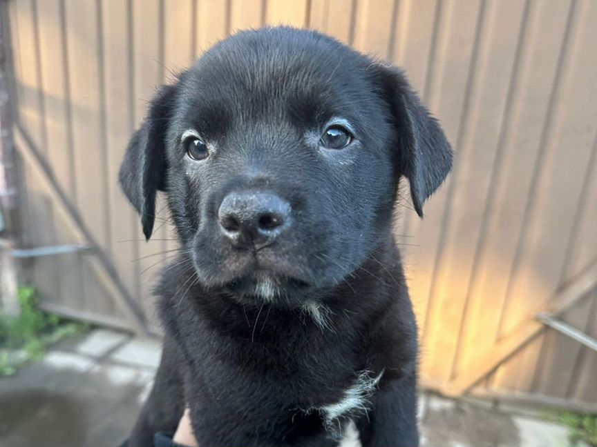 Щенок мальчик стаффорд