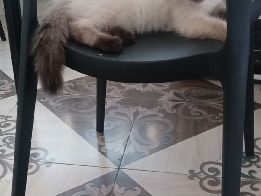 Котята невские маскарадные