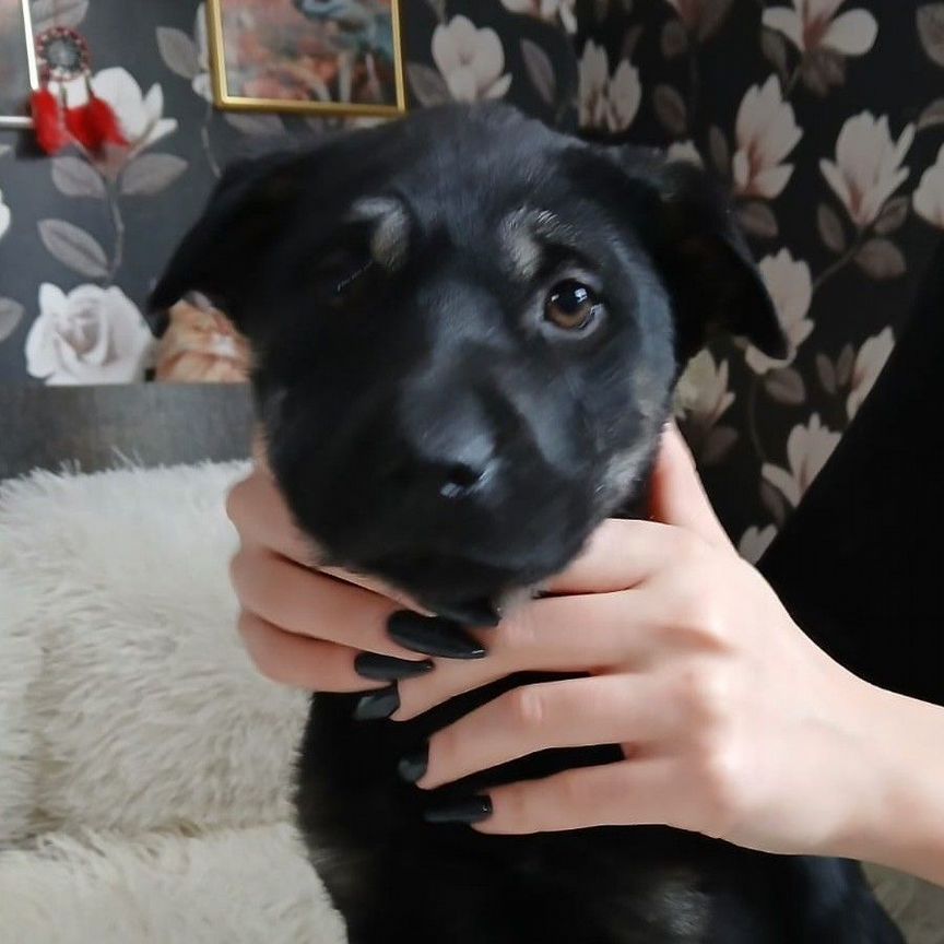 Знойная красотка Шейла ищет дом