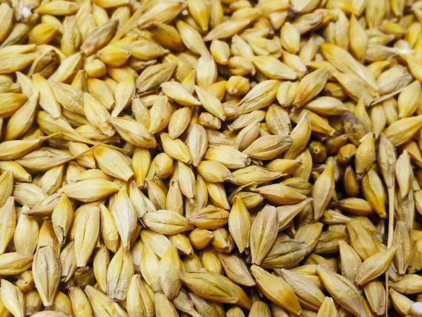 Зерно ячмень, пшениц, рож