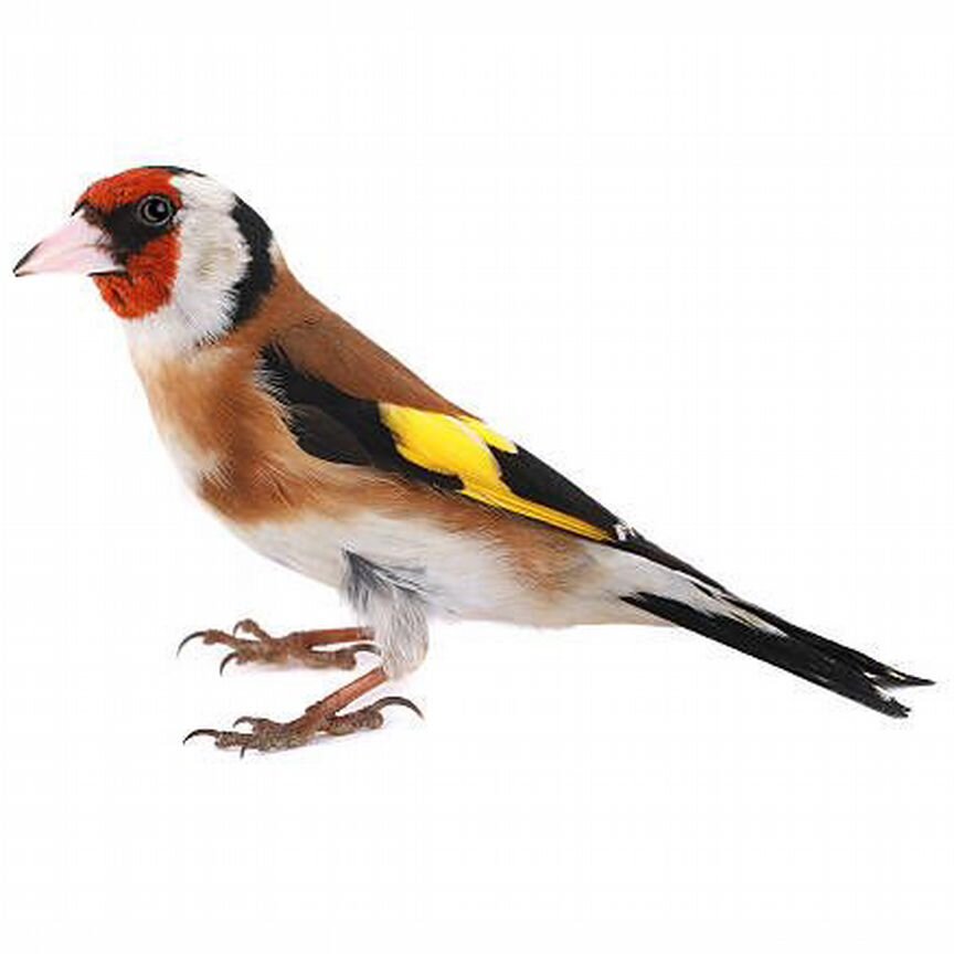 Певчая лесная птица щегол с клеткой