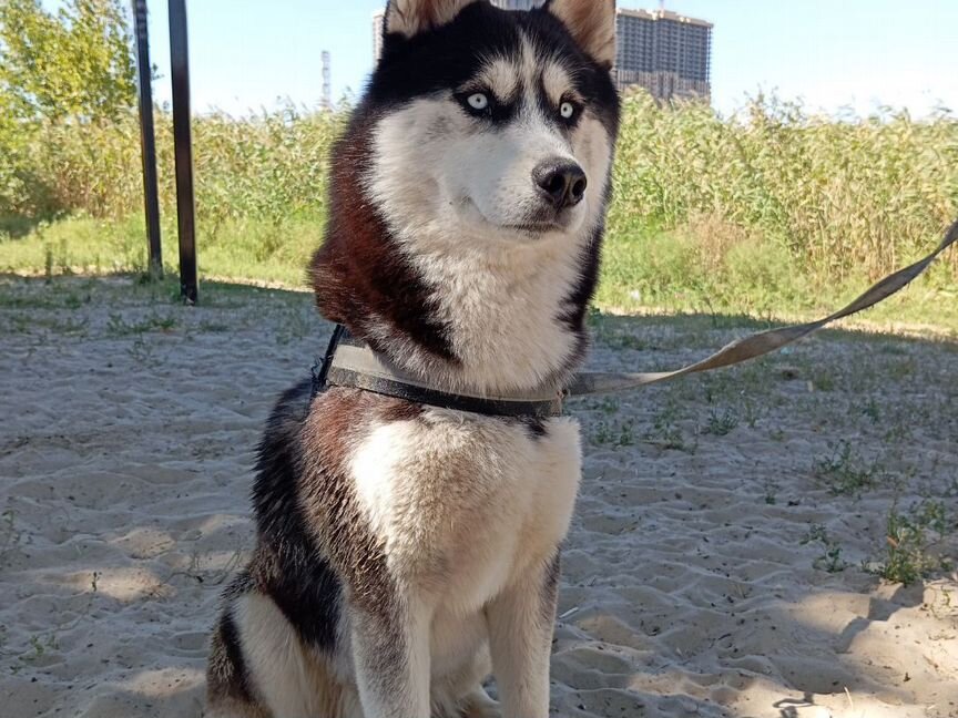 Хаски Ричард ищет подружку