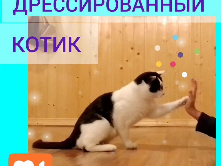 Дрессированный котик. Котенок Кошка кошечка