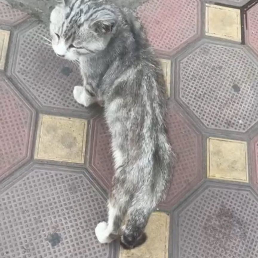 Кот британский