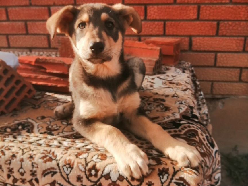 Щенок в добрые руки