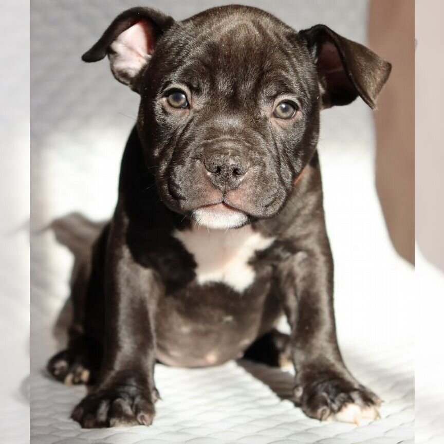 Американский булли, щенок