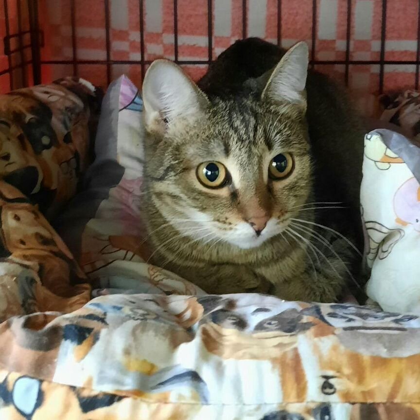 Взрослая, кошка в добрые руки