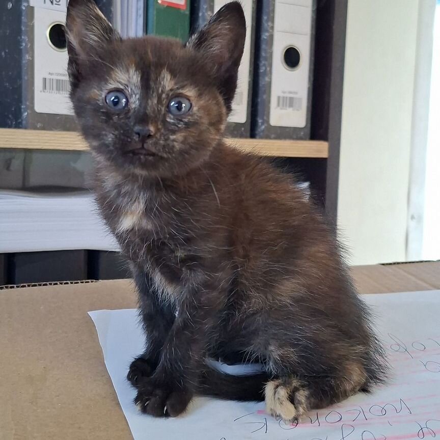 Кошечка 1.5 месяца в добрые руки