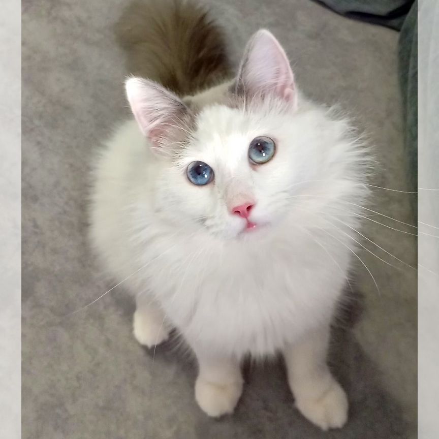 Рэгдолл котёнок