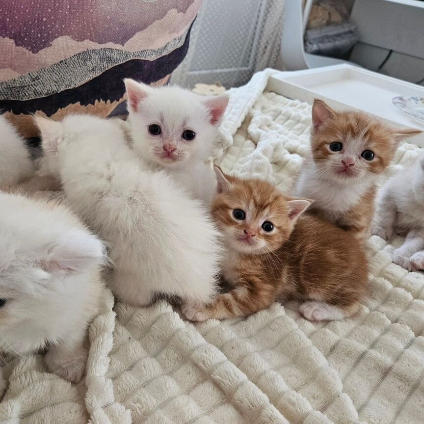 Рыжие котята шотландцы мраморные