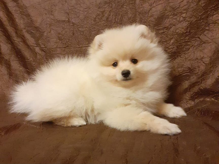 Померанский шпиц