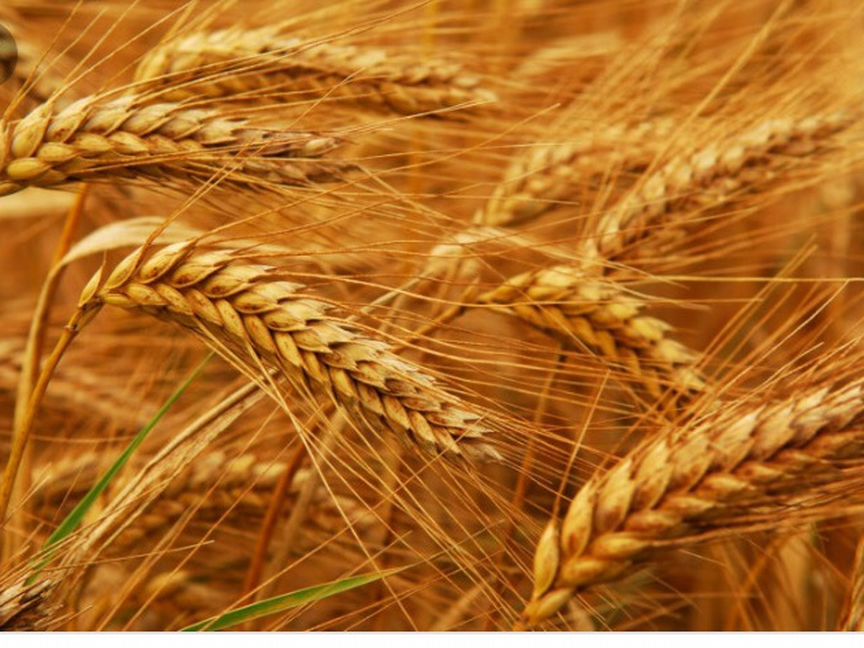 Зерно, рожь