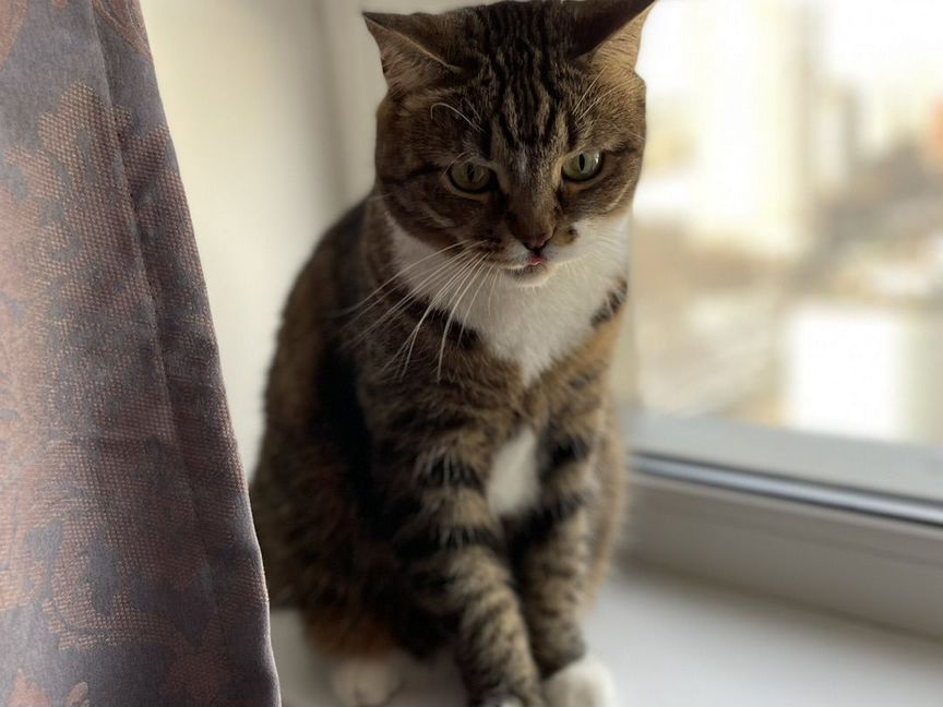 Кошка и кот